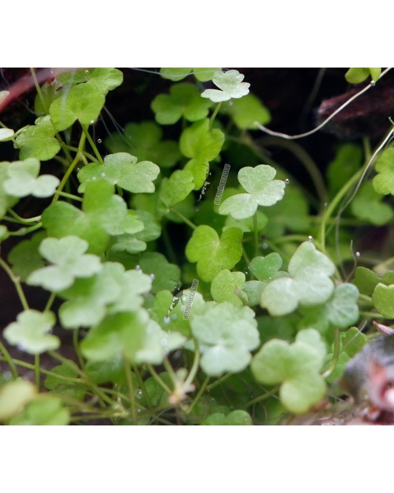 Hydrocotyle tripartita Mini - feuilles 1 cm