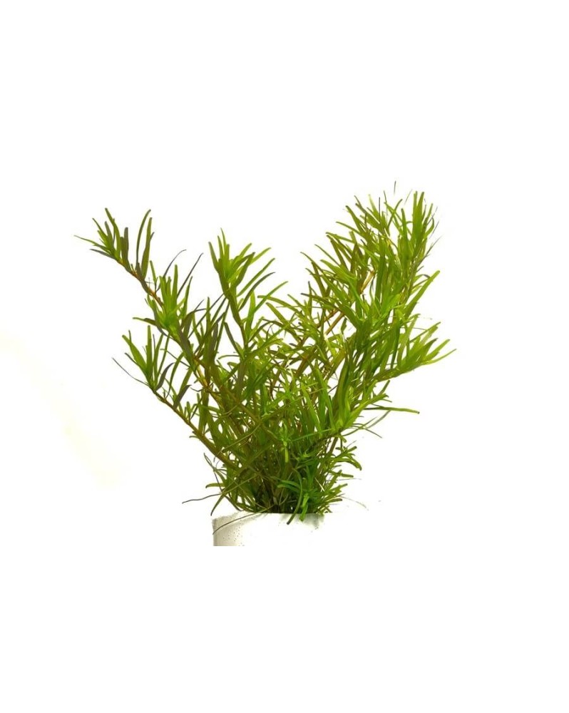 Rotala sp. Wayanad - Plant It! Rotala Sp. Wayanad. Nouvelle Rotala ...