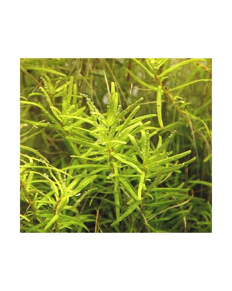 Rotala sp. Wayanad - Plant It! Rotala Sp. Wayanad. Nouvelle Rotala ...