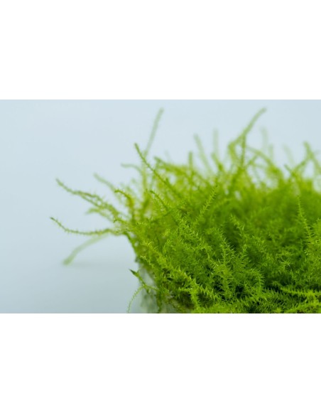 Leptodictyum riparium Stringy Moss - 1-2 Grow! Leptodictyum "String...