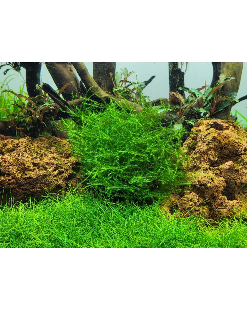 Leptodictyum riparium Stringy Moss - 1-2 Grow! Leptodictyum "String...