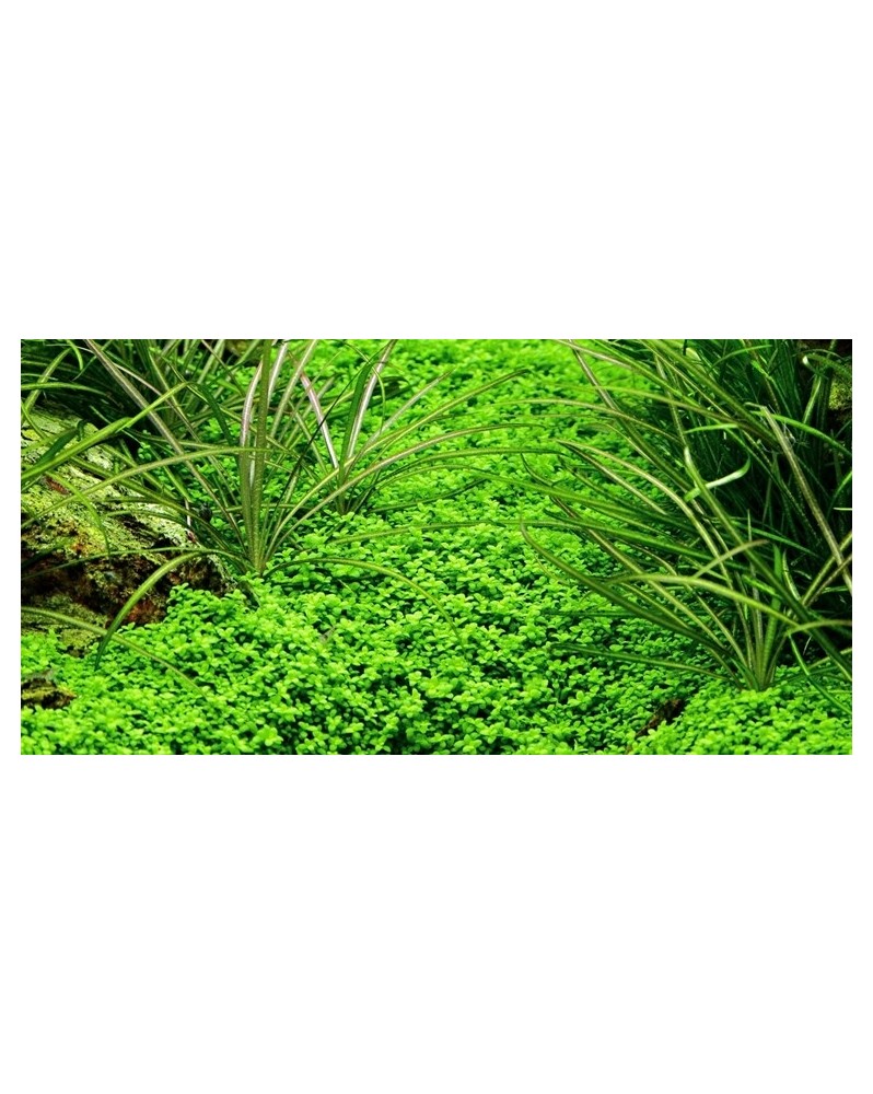 Hemianthus callitrichoides gazon aquatique