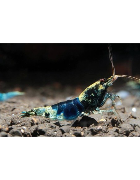 Caridina Crazy Blue, crevettes colorees