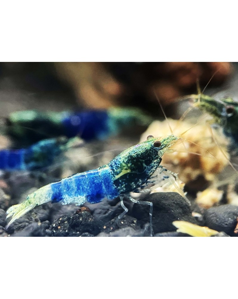 Caridina Crazy Blue, crevettes colorees