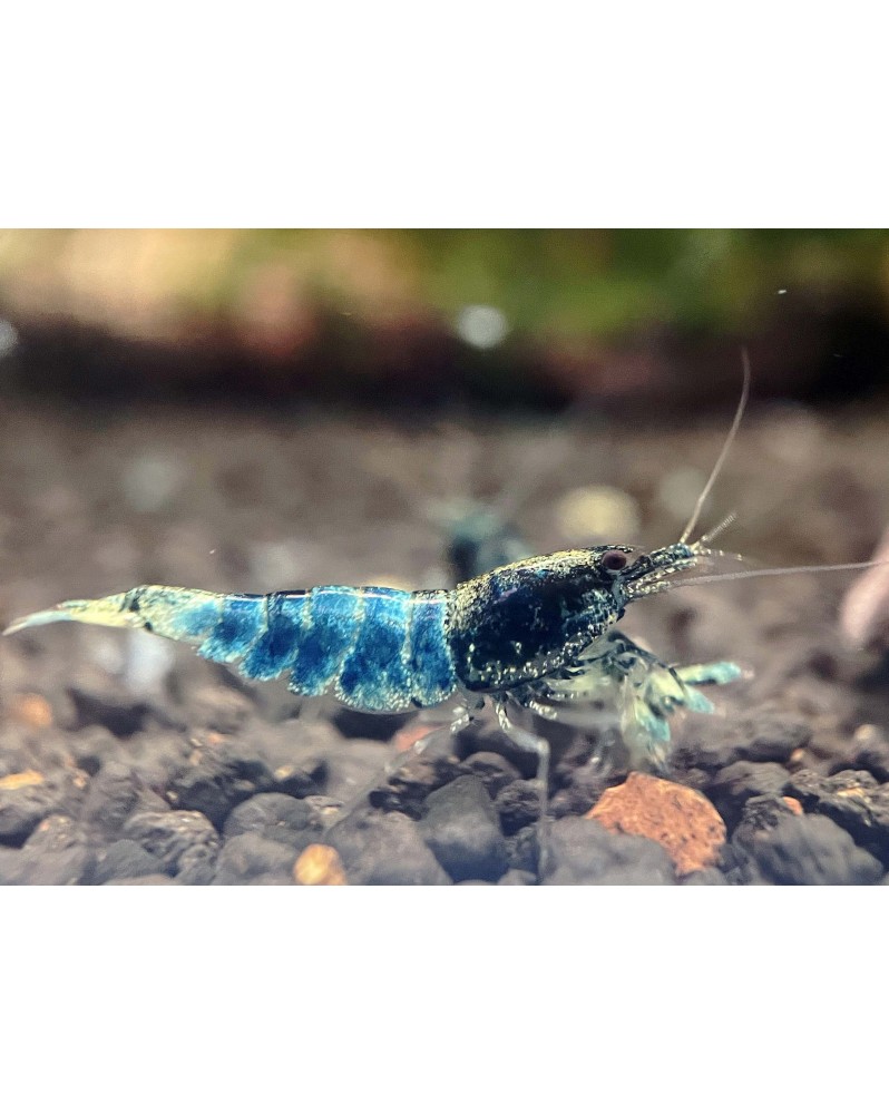Caridina Crazy Blue, crevettes colorees