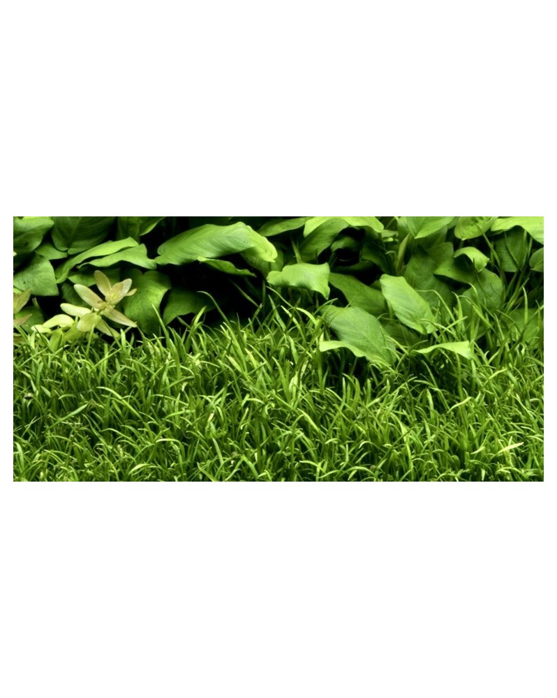 Lilaeopsis brasiliensis La Lilaeopsis brasiliensis de l’Amérique du...