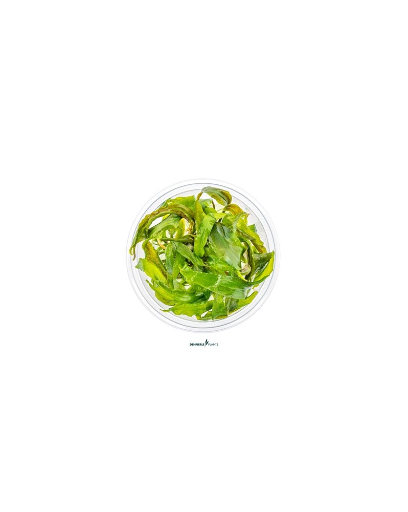 Cryptocoryne usteriana - Plant It! La Cryptocoryne usteriana des P...