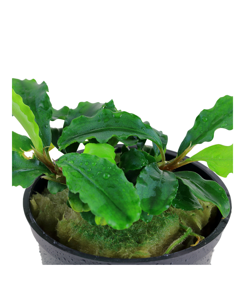 Bucephalandra plantes aquatiques de Borneo