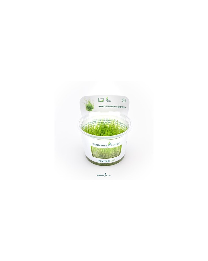 Plantes pour Aquarium In Vitro - Sans Escargots et Sans Algues