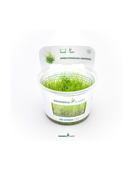 Amblysteglum serpens Nano Moss mousse
