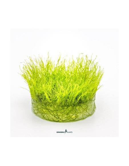 Amblysteglum serpens Nano Moss mousse
