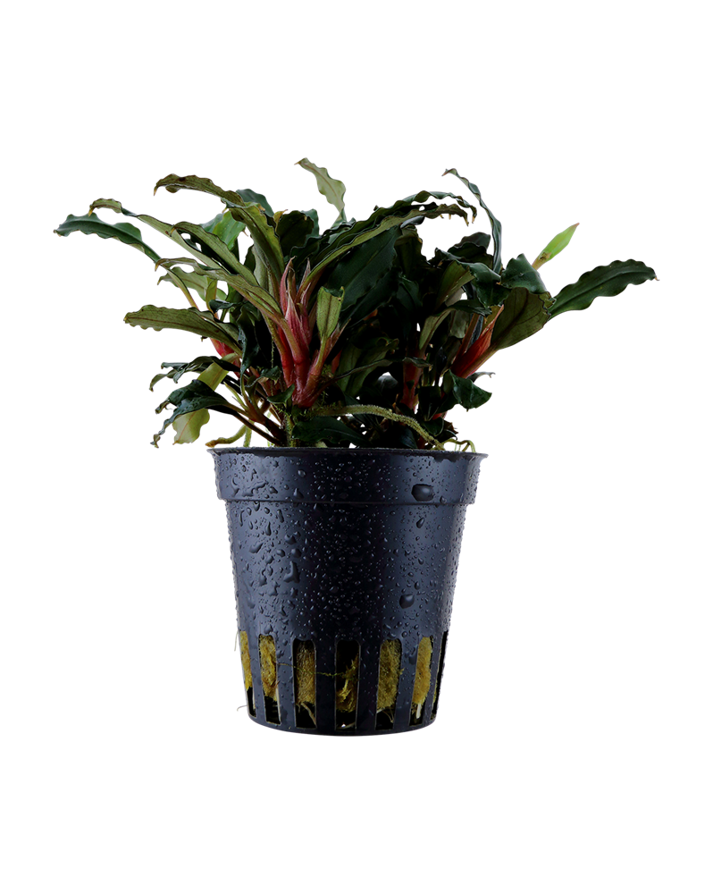 Bucephalandra sp. Red Bucephalandra sp. 'Red' se porte au mieux sou...