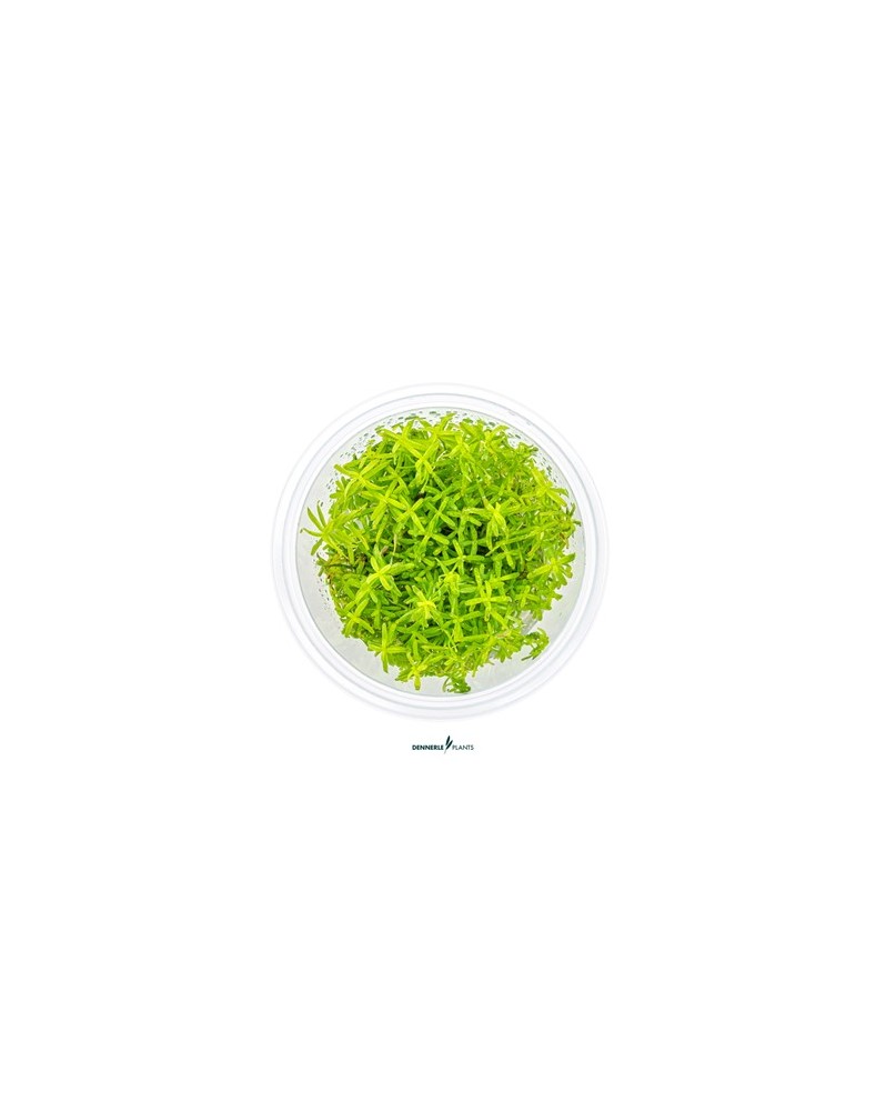 Rotala sp. Wayanad - Plant It! Rotala Sp. Wayanad. Nouvelle Rotala ...