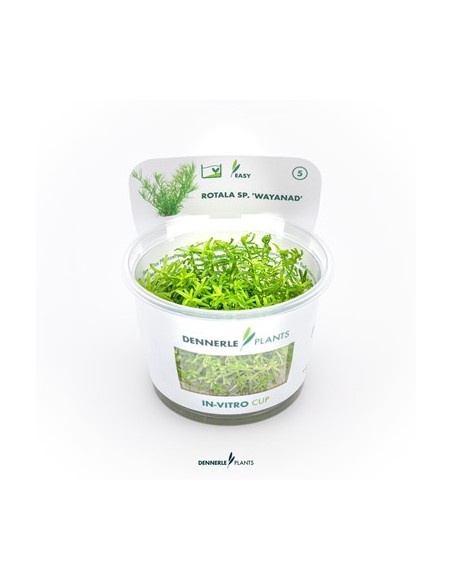 Rotala sp. Wayanad - Plant It! Rotala Sp. Wayanad. Nouvelle Rotala ...