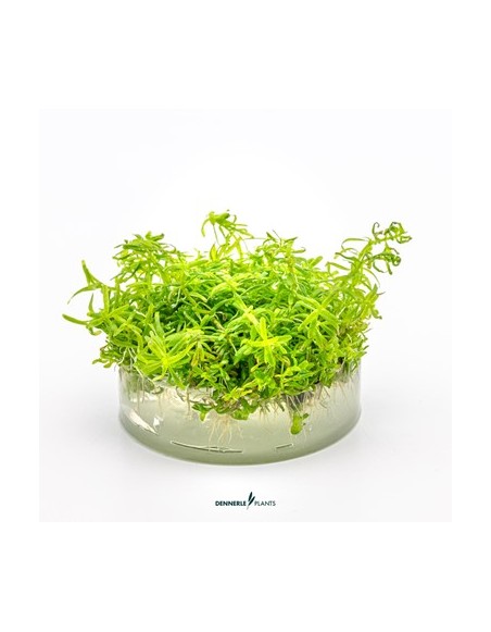 Rotala sp. Wayanad - Plant It! Rotala Sp. Wayanad. Nouvelle Rotala ...