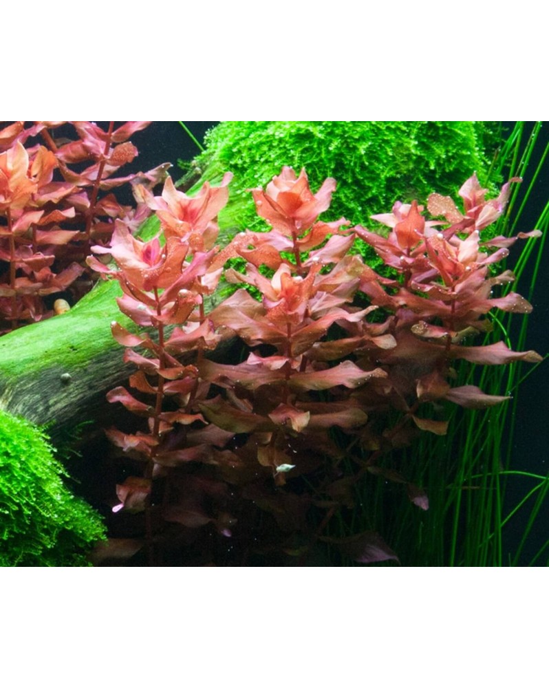 Rotala macrandra plante a tige rouge