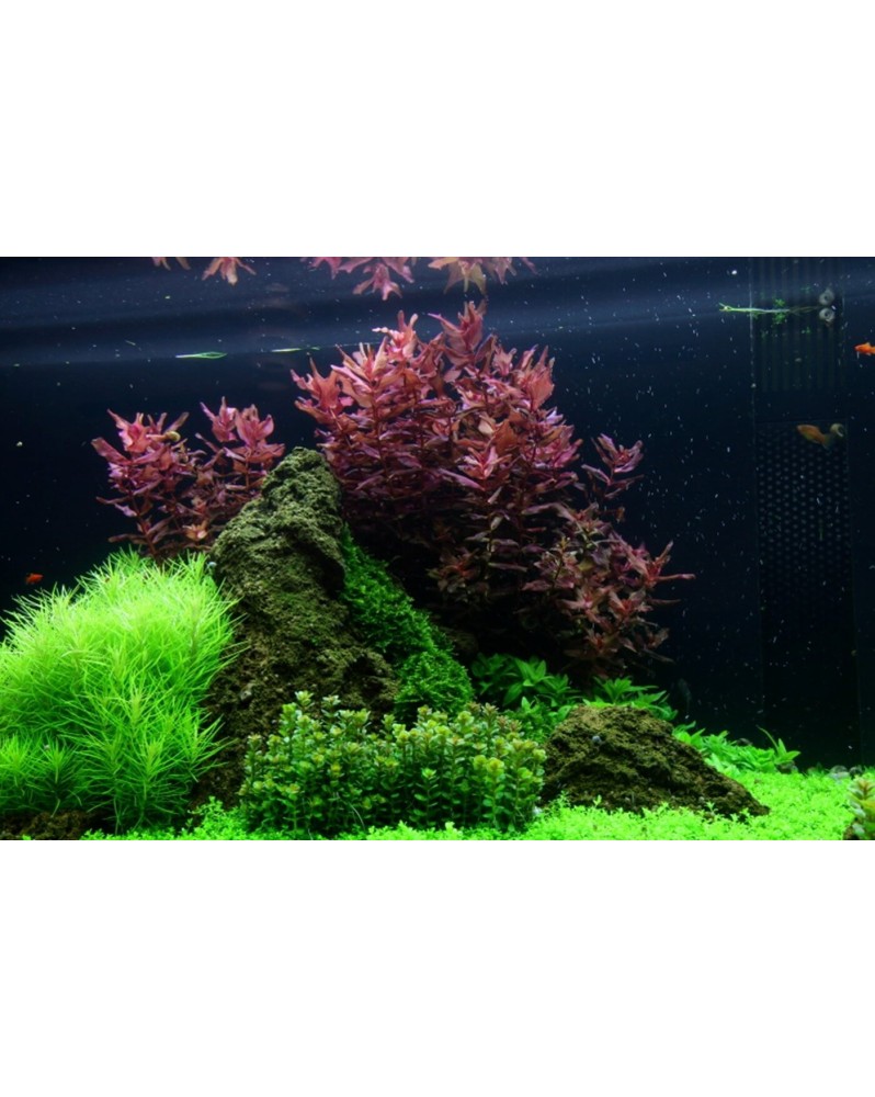 Rotala macrandra plante a tige rouge