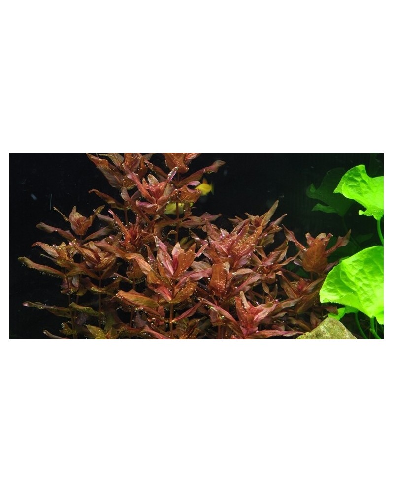 Rotala macrandra plante a tige rouge