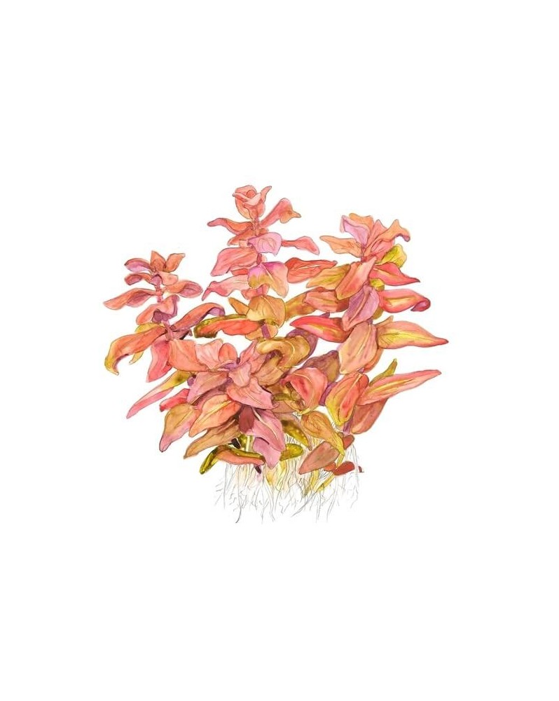 Rotala macrandra plante a tige rouge
