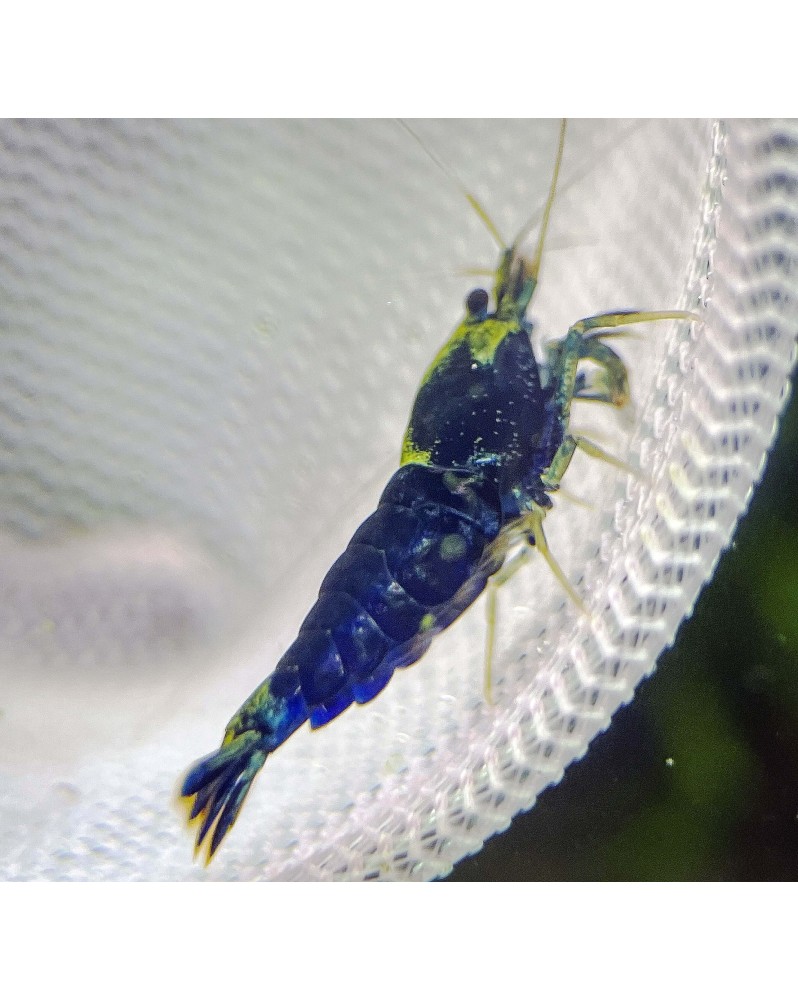 Ocean Blue Shrimp Caridina Ocean Blue Shrimps. Souche issue de notr...