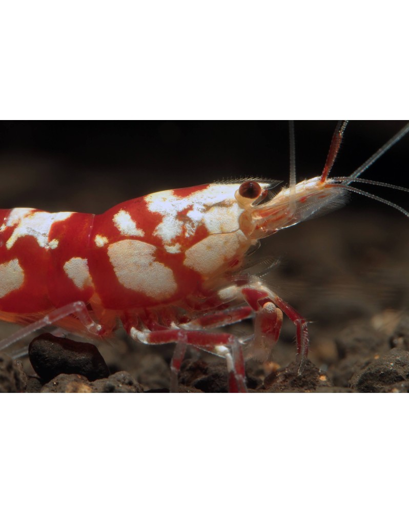 Caridina logemanni - Fancy Tiger Red Shrimp (Belle Souche) Fancy Ti...