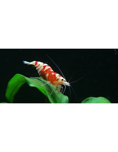 Caridina logemanni - Fancy Tiger Red Shrimp (Belle Souche) Fancy Ti...