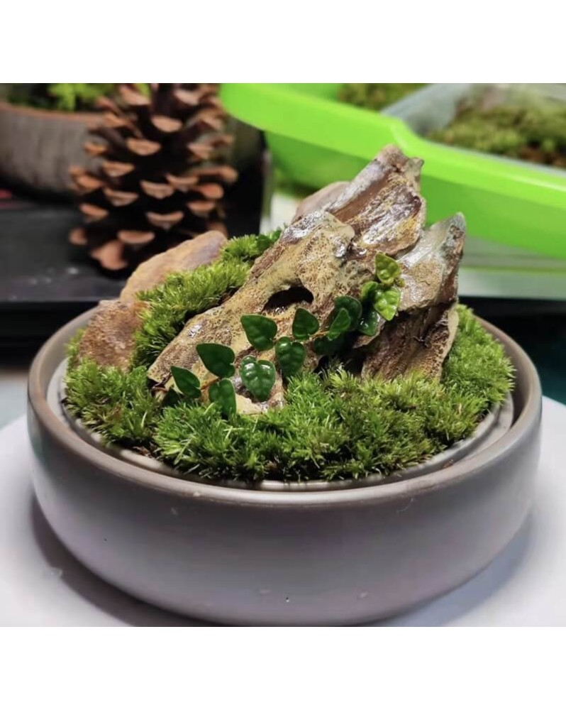 Eden Moss - Normal Version Mini mossarium pour les mousses et les p...