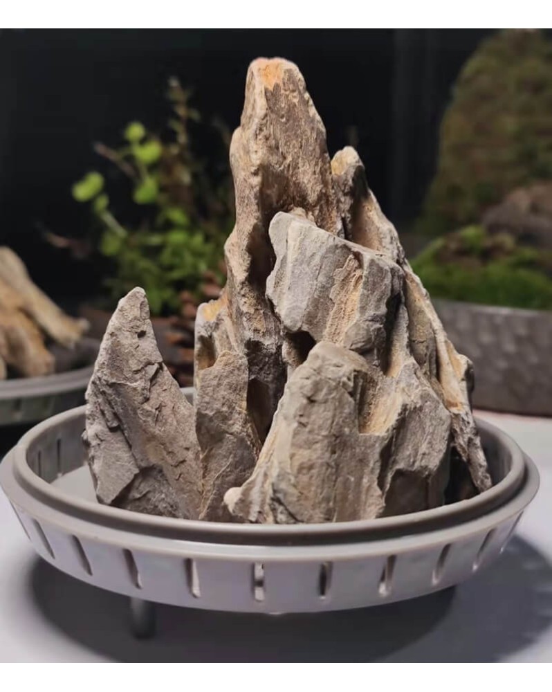 Eden Moss - Normal Version Mini mossarium pour les mousses et les p...