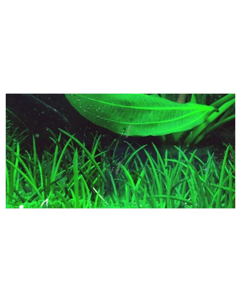 Littorella uniflora plante aquatique pour aquarium