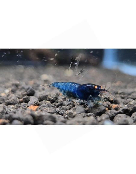 Blue Devil Shrimps Mid - Crevette Bleue