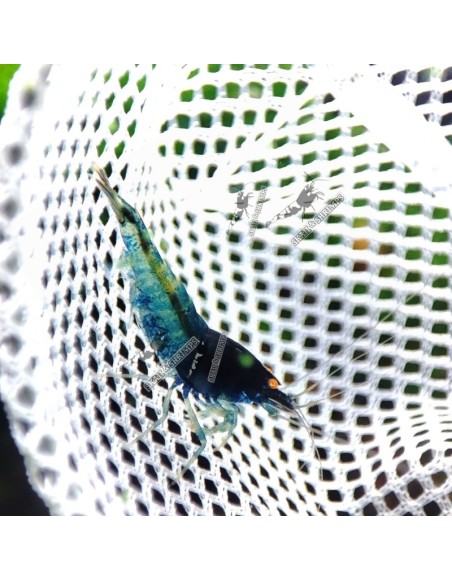 Blue Devil Shrimps Mid - Crevette Bleue