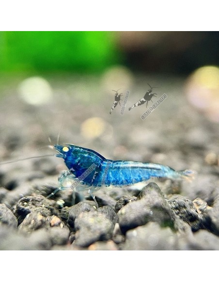Blue Devil Shrimps Mid - Crevette Bleue