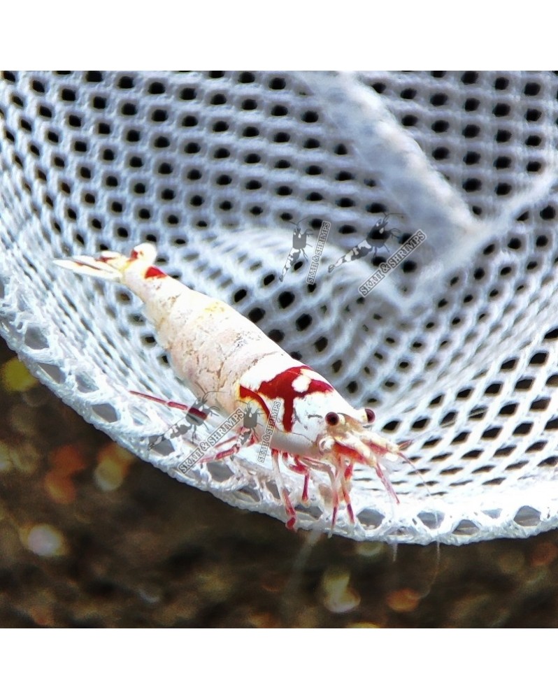 Crystal Red - Pure Red Line - Mosura Pure Red Line Mosura Notre Sou...