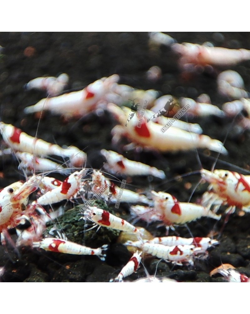 Crystal Red - Pure Red Line - Mosura Pure Red Line Mosura Notre Sou...