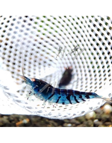 Tiger Blue Shrimp Tiger Blue Shrimp Crevettes issue d'une souche de...