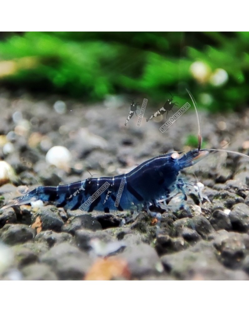 Tiger Blue Shrimp Tiger Blue Shrimp Crevettes issue d'une souche de...