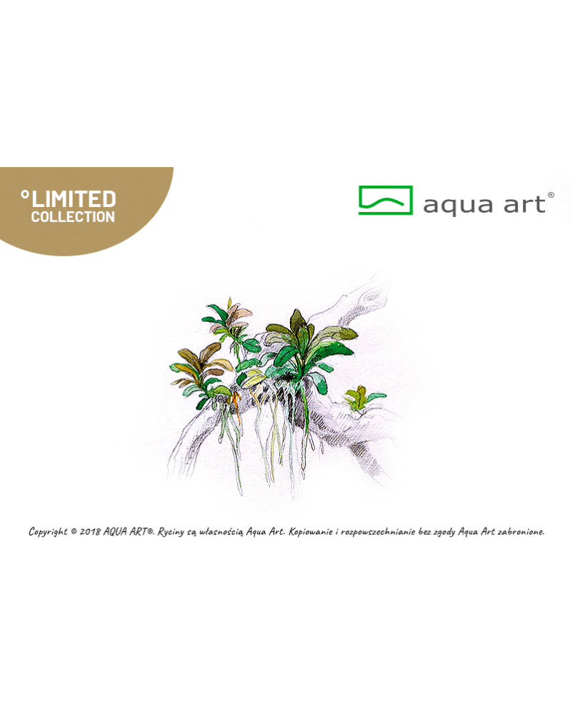 Bucephalandra sp. Aqua Artica - Aqua-art La Bucephalandra Aqua Art...
