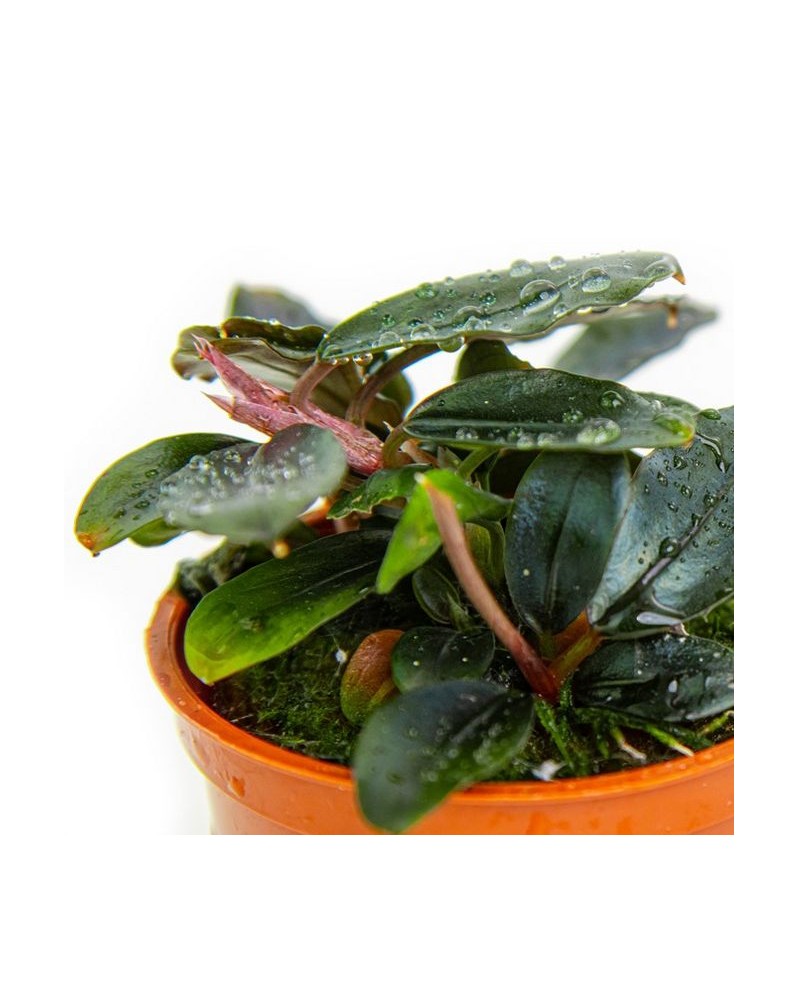 Bucephalandra Sordida Blue - en Pot Bucephalandra Sordidula Blue. N...