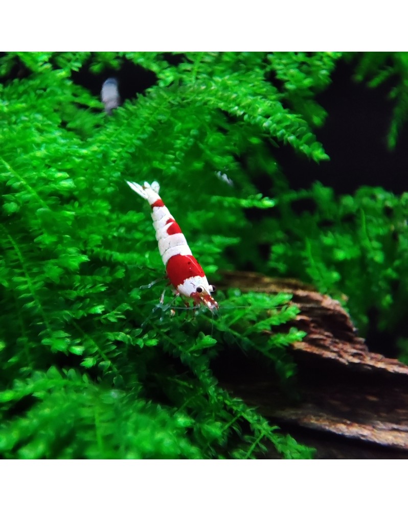 Crystal Red - Pure Red Line - Hinomaru (High) Pure Red Line Hinomar...