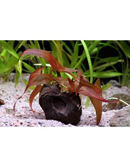 Lotus Tigre plante aquatique facile