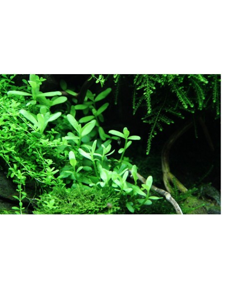 Bacopa Monnieri Compact - En Pot Cette forme de culture de la plant...