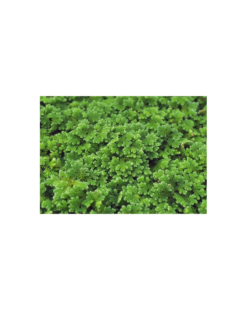 Azolla filiculoides - Portion Azolla filiculoides est une espèce de...