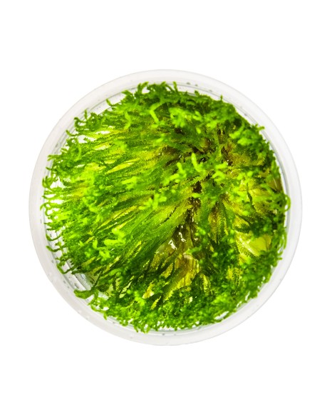 Taiwan Moss In Vitro Taxiphyllum alternans "Taiwan Moss" in vitro M...