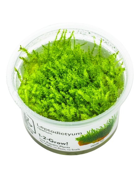 Leptodictyum riparium Stringy Moss - 1-2 Grow! Leptodictyum "String...