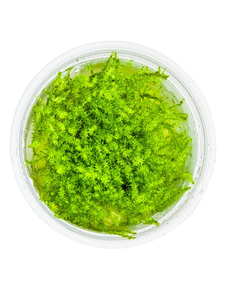 Leptodictyum riparium Stringy Moss - 1-2 Grow! Leptodictyum "String...