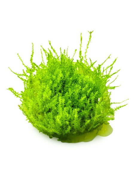 Leptodictyum riparium Stringy Moss - 1-2 Grow! Leptodictyum "String...