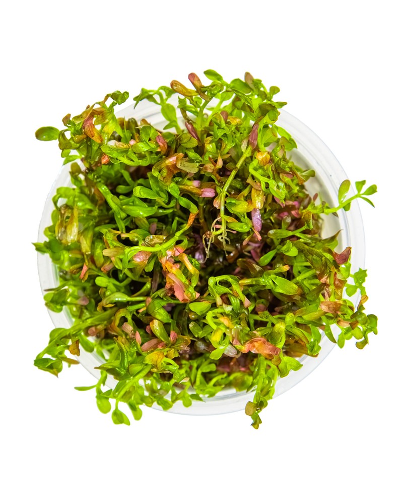 Rotala rotundifolia Blood Red In Vitro - Limited Edition Rotala Bl...