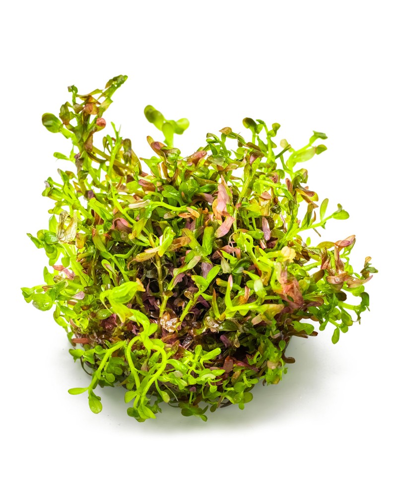 Rotala rotundifolia Blood Red In Vitro - Limited Edition Rotala Bl...