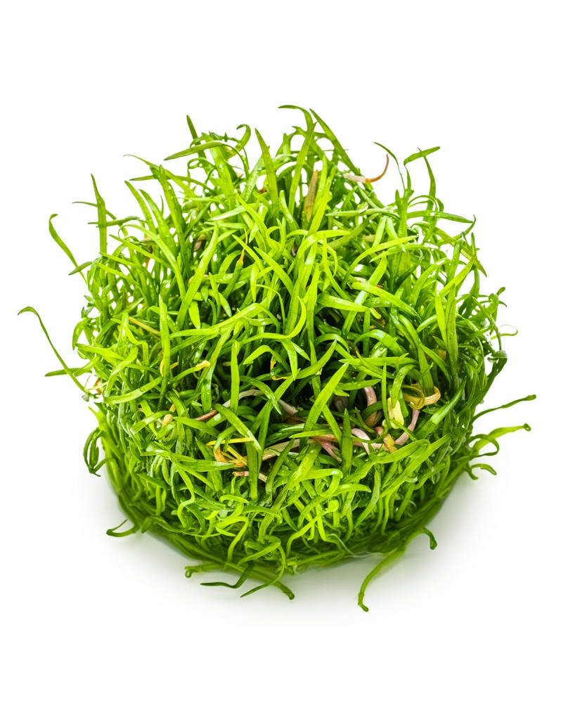 Lilaeopsis brasiliensis La Lilaeopsis brasiliensis de l’Amérique du...