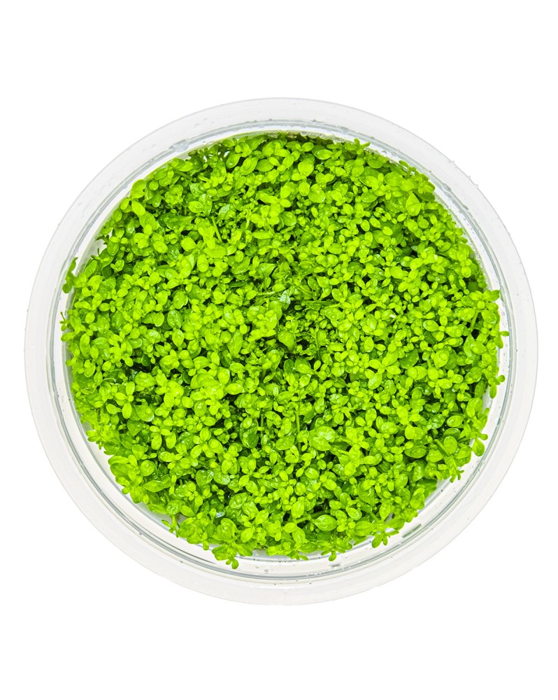 Hemianthus callitrichoides gazon aquatique